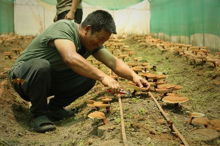 Enhancing Livelihood through Ganoderma Mushroom Cultivation – Bhutan ...