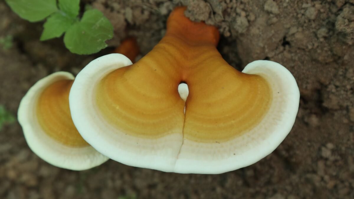 Enhancing Livelihood through Ganoderma Mushroom Cultivation – Bhutan ...